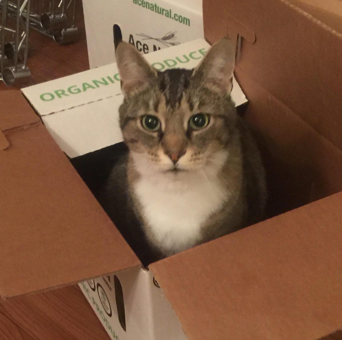 Faces of Ace: Rod Moyer - Ace Natural